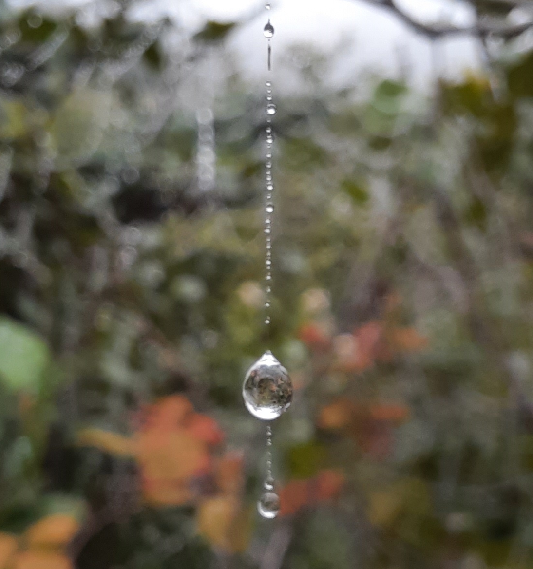 Green Endings – Community Deathcare Ottawa